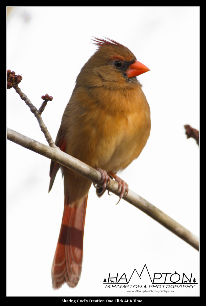 Northern Cardinal – Female – M Hampton Photography
